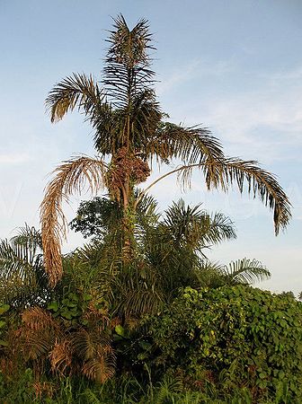 Raphia vinifera - Palmpedia - Palm Grower's Guide