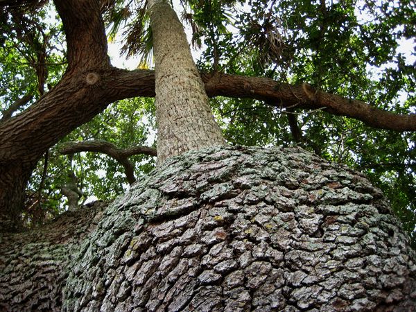 Sabal palmetto - Palmpedia - Palm Grower's Guide