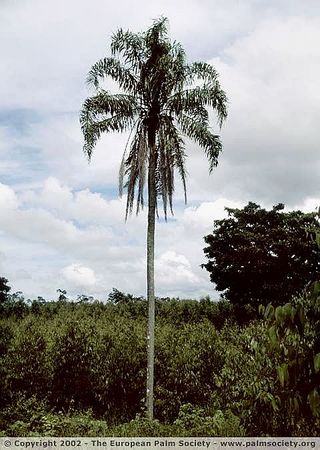 Syagrus macrocarpa - Palmpedia - Palm Grower's Guide