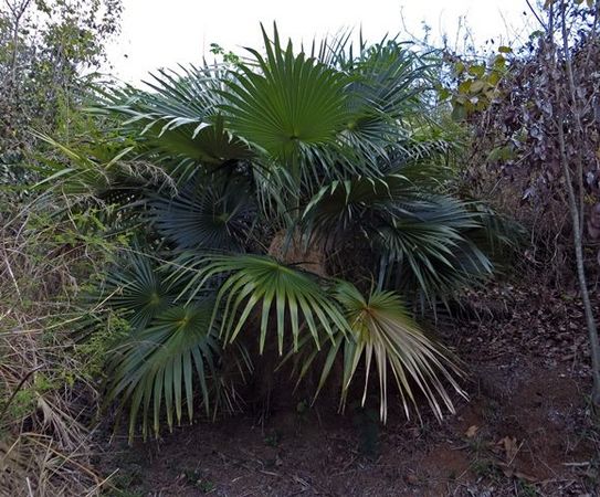 Coccothrinax crinita - Palmpedia - Palm Grower's Guide