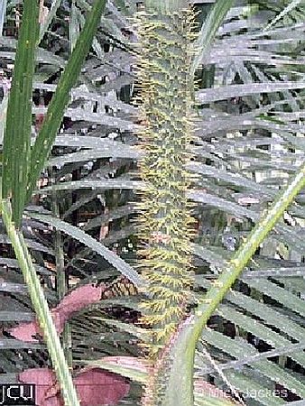 Calamus australis - Palmpedia - Palm Grower's Guide