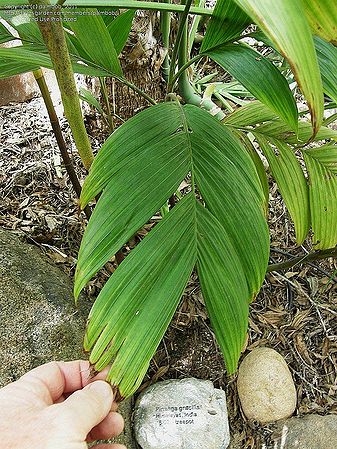 Pinanga gracilis - Palmpedia - Palm Grower's Guide