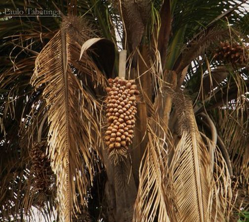 Attalea speciosa - Palmpedia - Palm Grower's Guide
