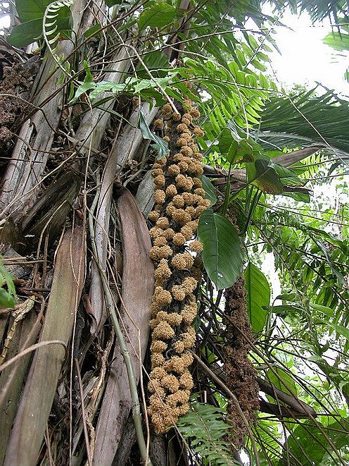 Phytelephas aequatorialis - Palmpedia - Palm Grower's Guide