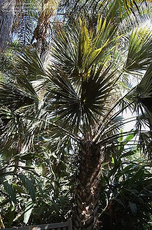 Sabal domingensis - Palmpedia - Palm Grower's Guide