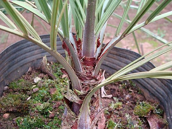Butia archeri - Palmpedia - Palm Grower's Guide