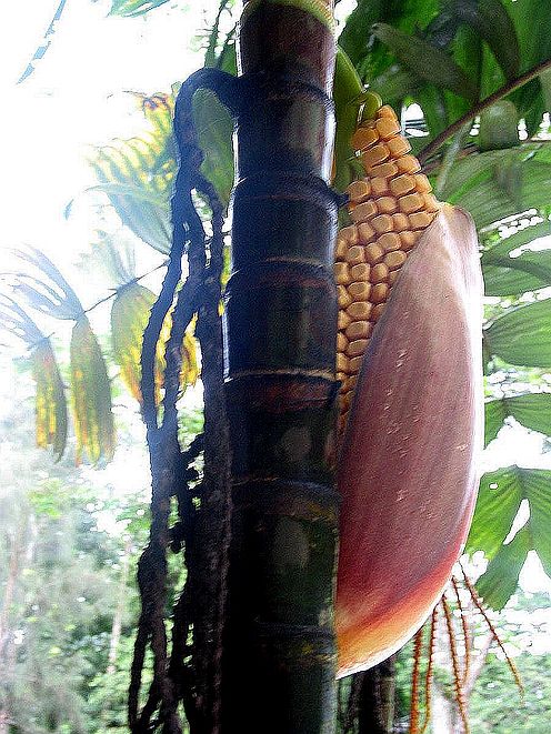 Pinanga bicolana - Palmpedia - Palm Grower's Guide