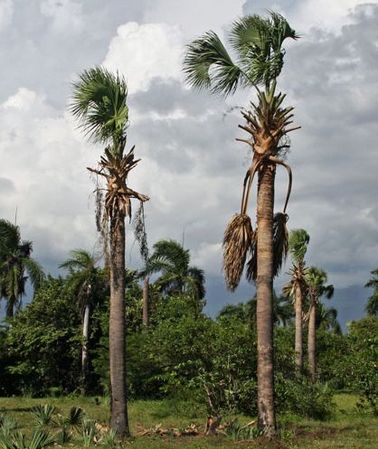 Sabal domingensis - Palmpedia - Palm Grower's Guide