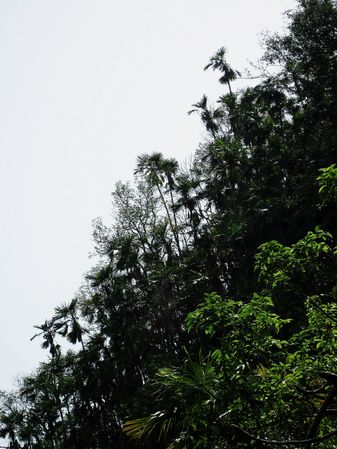 Trachycarpus martianus - Palmpedia - Palm Grower's Guide