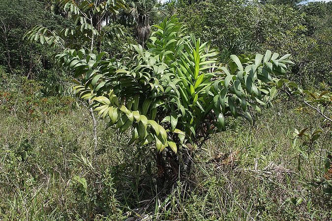 Bactris campestris - Palmpedia - Palm Grower's Guide