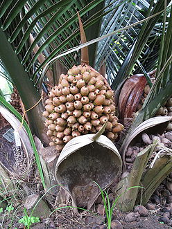 Attalea spectabilis - Palmpedia - Palm Grower's Guide