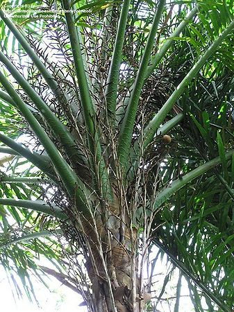 Metroxylon amicarum - Palmpedia - Palm Grower's Guide