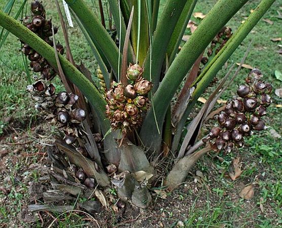 Attalea geraensis - Palmpedia - Palm Grower's Guide