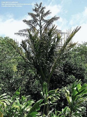 Metroxylon salomonense - Palmpedia - Palm Grower's Guide