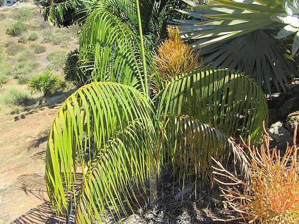 Chrysalidocarpus onilahensis - Palmpedia - Palm Grower's Guide