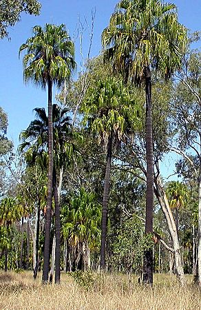 Livistona nitida - Palmpedia - Palm Grower's Guide
