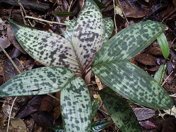 Pinanga disticha - Palmpedia - Palm Grower's Guide