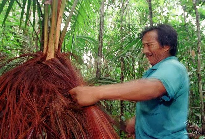 Leopoldinia piassaba - Palmpedia - Palm Grower's Guide