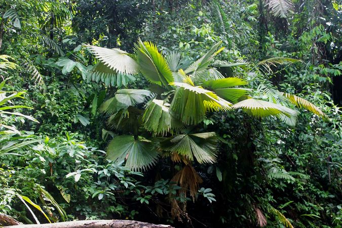 Sabinaria magnifica - Palmpedia - Palm Grower's Guide