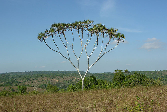 Hyphaene compressa - Palmpedia - Palm Grower's Guide