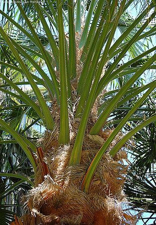 Livistona nitida - Palmpedia - Palm Grower's Guide