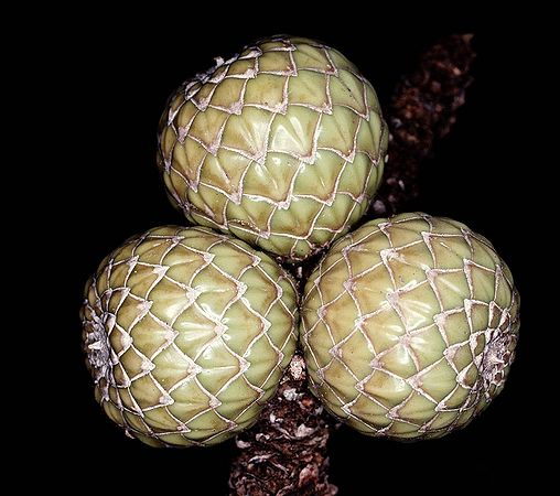 Metroxylon sagu - Palmpedia - Palm Grower's Guide