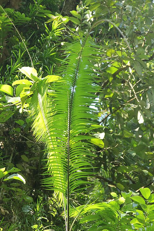 Daemonorops angustifolia - Palmpedia - Palm Grower's Guide