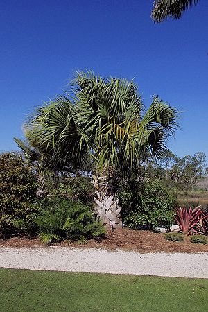 Sabal maritima - Palmpedia - Palm Grower's Guide