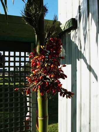 Areca concinna - Palmpedia - Palm Grower's Guide