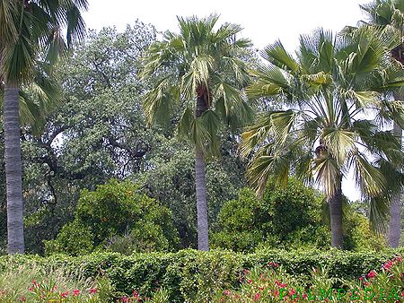 Brahea edulis - Palmpedia - Palm Grower's Guide