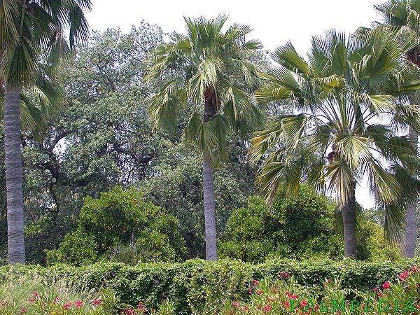 Brahea edulis - Palmpedia - Palm Grower's Guide