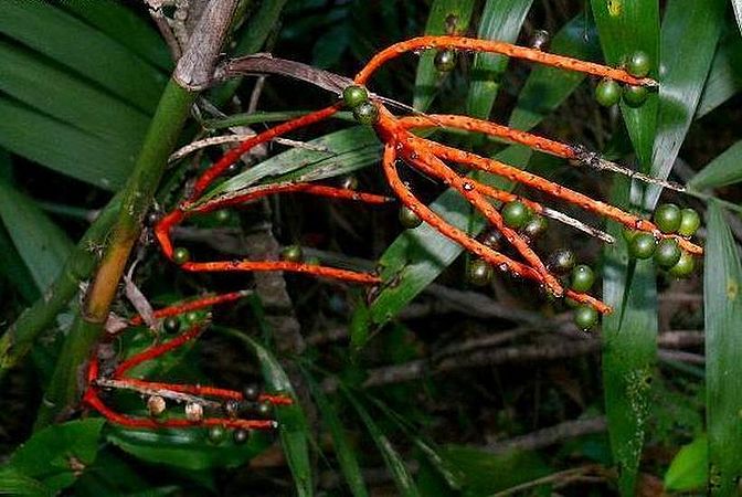 Chamaedorea tepejilote - Palmpedia - Palm Grower's Guide
