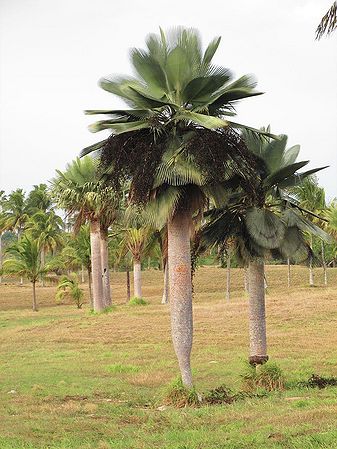 Copernicia gigas - Palmpedia - Palm Grower's Guide