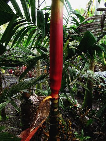 Areca macrocalyx var. 'Marie' - Palmpedia - Palm Grower's Guide