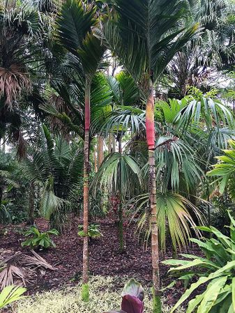 Areca macrocalyx var. 'Marie' - Palmpedia - Palm Grower's Guide
