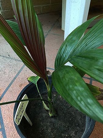 Pinanga patula - Palmpedia - Palm Grower's Guide
