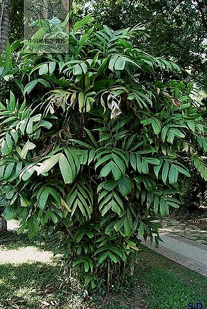 Pinanga sinii - Palmpedia - Palm Grower's Guide