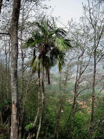 Trachycarpus martianus - Palmpedia - Palm Grower's Guide