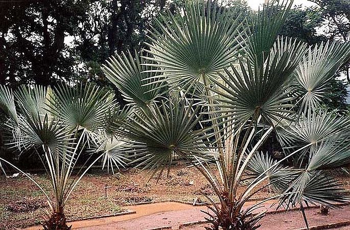 Copernicia alba - Palmpedia - Palm Grower's Guide