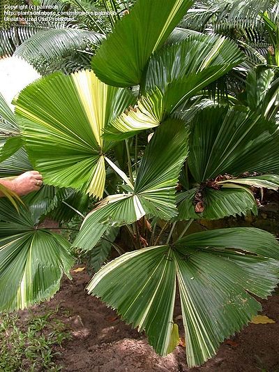 Licuala grandis - Palmpedia - Palm Grower's Guide