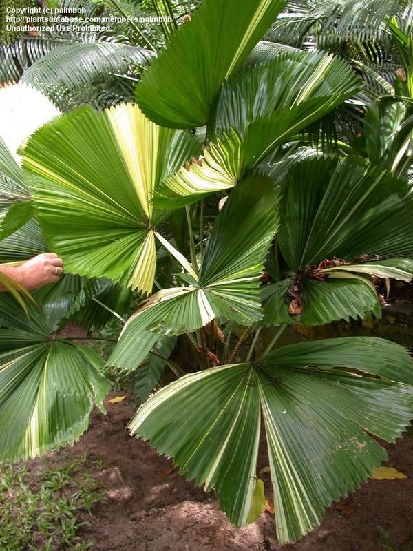 Licuala grandis - Palmpedia - Palm Grower's Guide