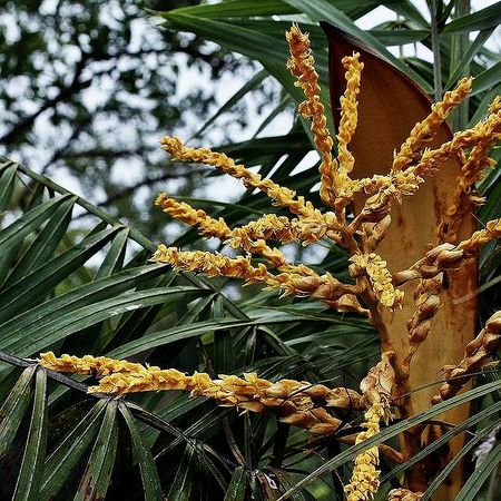 Syagrus flexuosa - Palmpedia - Palm Grower's Guide