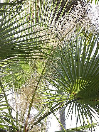 Brahea dulcis - Palmpedia - Palm Grower's Guide