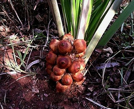 Attalea geraensis - Palmpedia - Palm Grower's Guide