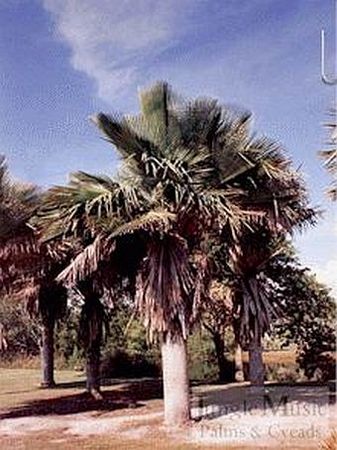 Copernicia gigas - Palmpedia - Palm Grower's Guide