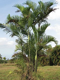 Chrysalidocarpus cabadae - Palmpedia - Palm Grower's Guide