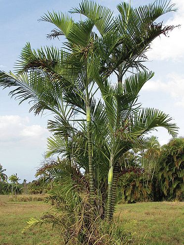 Chrysalidocarpus cabadae - Palmpedia - Palm Grower's Guide