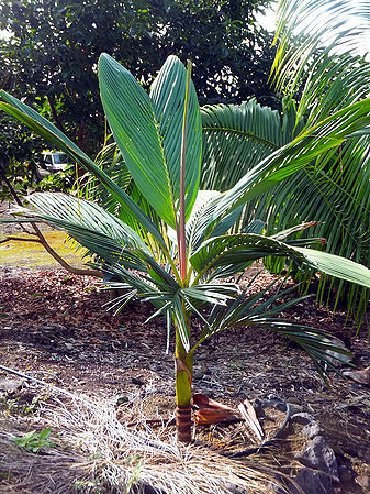 Loxococcus rupicola - Palmpedia - Palm Grower's Guide