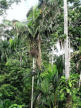 Oenocarpus bataua - Palmpedia - Palm Grower's Guide
