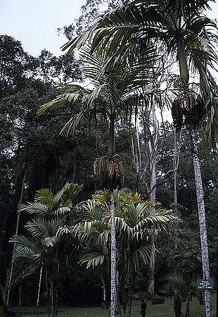 Pinanga javana - Palmpedia - Palm Grower's Guide